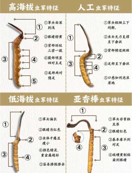 虫草鸡蛋和普通鸡蛋的区别_如何挑选真正的虫草鸡蛋-第1张图片-山城妙识