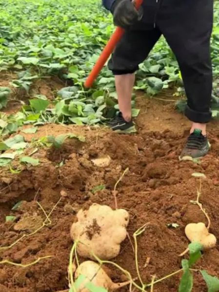 山地瓜怎么种_山地瓜图片长什么样-第1张图片-山城妙识
