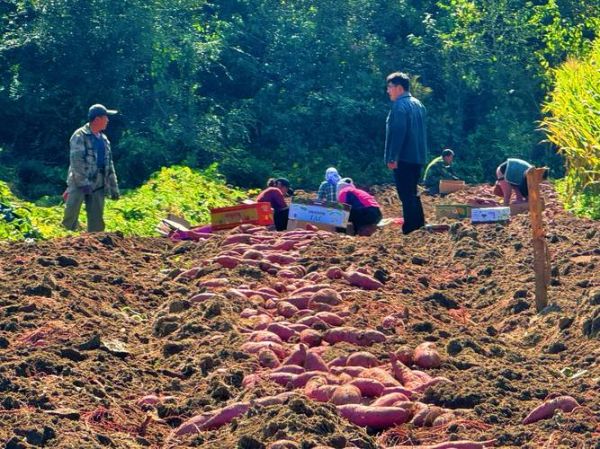 山地瓜怎么种_山地瓜图片长什么样-第2张图片-山城妙识