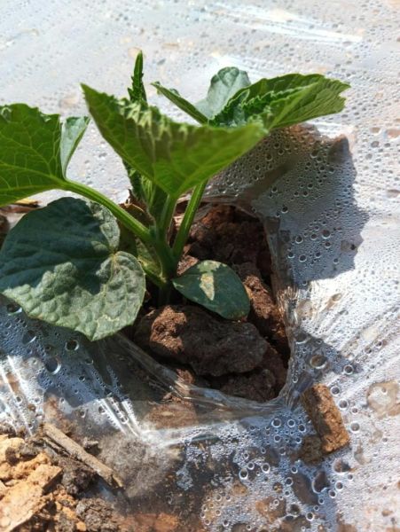 山地瓜怎么种_山地瓜图片长什么样-第3张图片-山城妙识