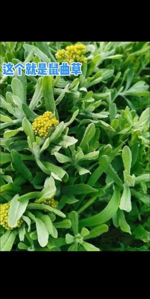 清明粿的草叫什么_鼠曲草还是艾草-第1张图片-山城妙识