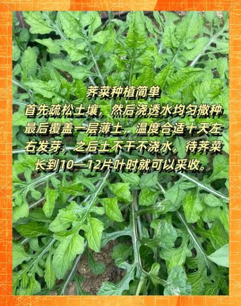 荠菜什么时候种最好_荠菜怎么种才高产-第1张图片-山城妙识