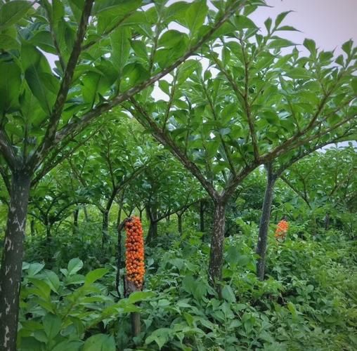 魔芋树长什么样_魔芋树图片怎么识别-第3张图片-山城妙识