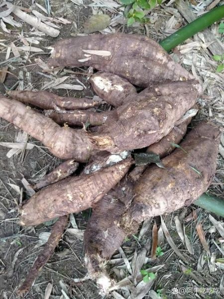 野生葛根图片_如何辨别真假-第3张图片-山城妙识