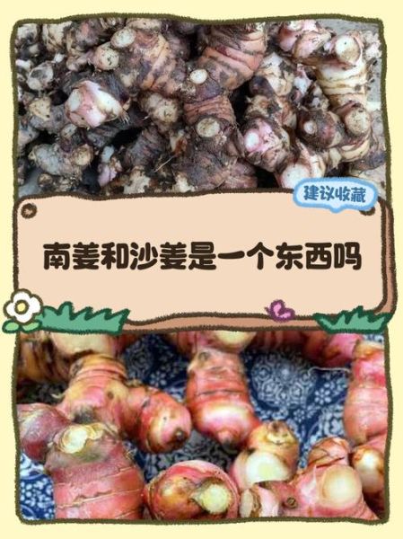 南姜是什么_南姜和生姜的区别-第1张图片-山城妙识