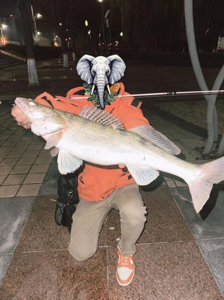 梭鲈鱼长什么样_梭鲈鱼图片怎么拍才清晰-第2张图片-山城妙识