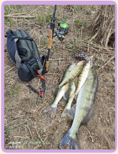 梭鲈鱼长什么样_梭鲈鱼图片怎么拍才清晰-第1张图片-山城妙识