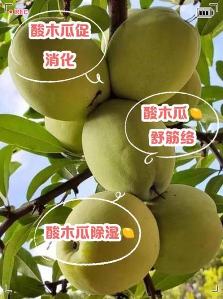 酸木瓜图片长什么样_酸木瓜的药用功效有哪些-第3张图片-山城妙识