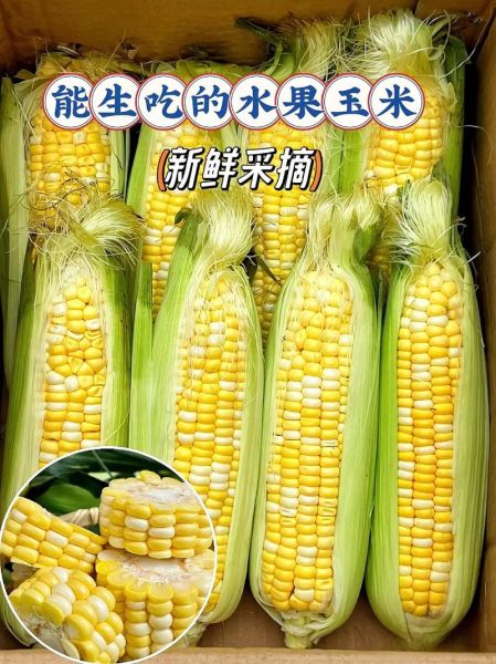 水果玉米哪个品种好吃_水果玉米品种怎么选-第1张图片-山城妙识