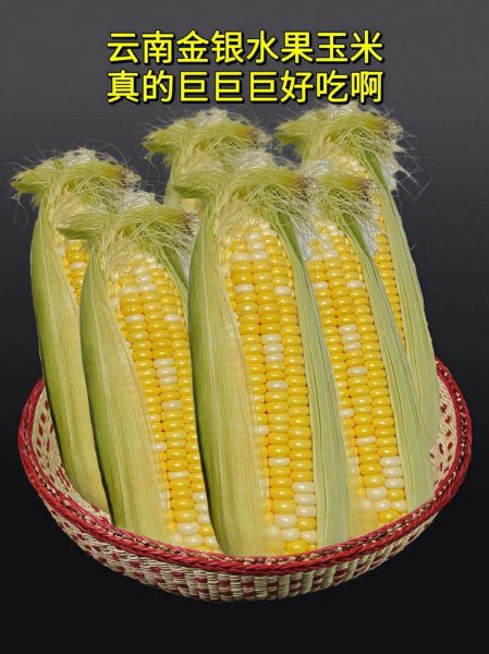 水果玉米哪个品种好吃_水果玉米品种怎么选-第3张图片-山城妙识