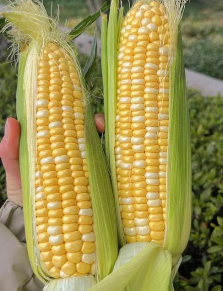 水果玉米哪个品种好吃_水果玉米品种怎么选-第2张图片-山城妙识