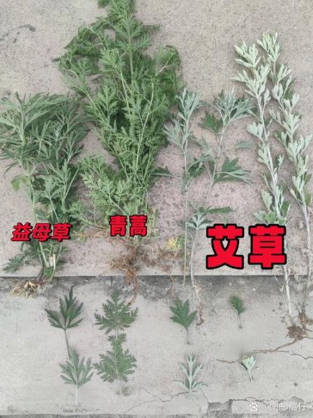 苦蒿和艾草的区别图片_苦蒿与艾草怎么区分-第1张图片-山城妙识