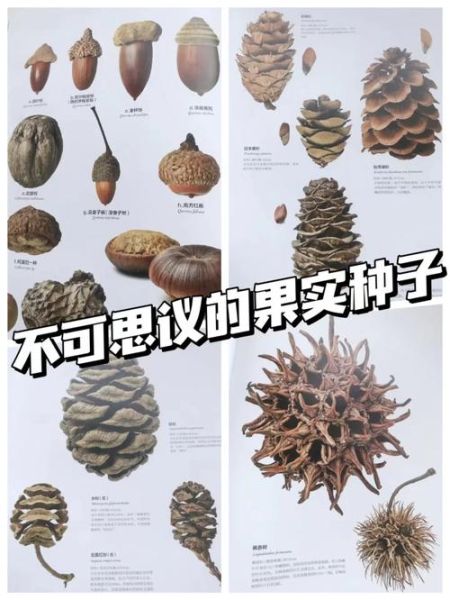 橡子和榛子的区别_哪个营养价值更高-第2张图片-山城妙识