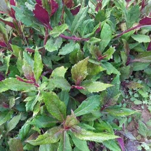 紫背天葵图片长什么样_紫背天葵怎么辨认-第3张图片-山城妙识