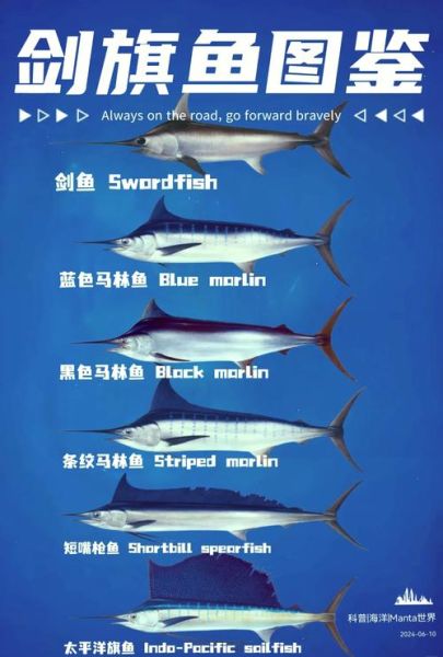 剑鱼和旗鱼有什么区别_如何快速分辨-第1张图片-山城妙识