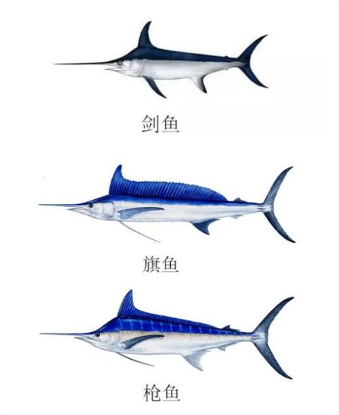 剑鱼和旗鱼有什么区别_如何快速分辨-第3张图片-山城妙识