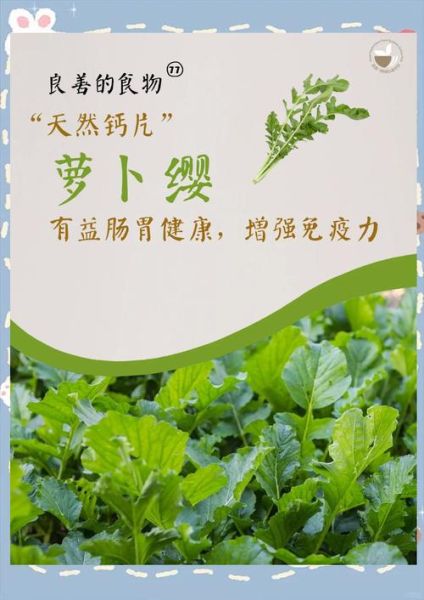 萝卜缨的营养价值_萝卜缨的功效与作用-第1张图片-山城妙识