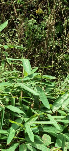 箬叶种植技术_箬叶一亩收益多少-第3张图片-山城妙识