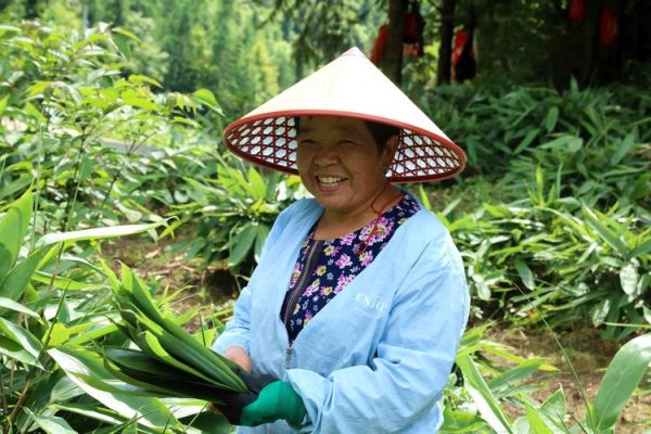 箬叶种植技术_箬叶一亩收益多少-第2张图片-山城妙识