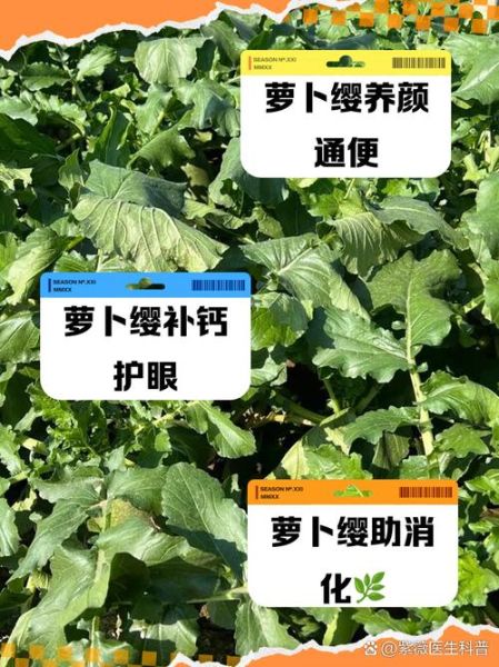 萝卜缨的营养价值_萝卜缨的功效与作用-第3张图片-山城妙识