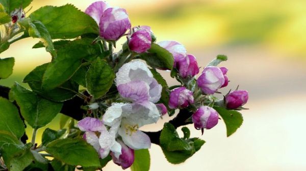 鲜花图片大全大图_如何挑选高清壁纸-第2张图片-山城妙识