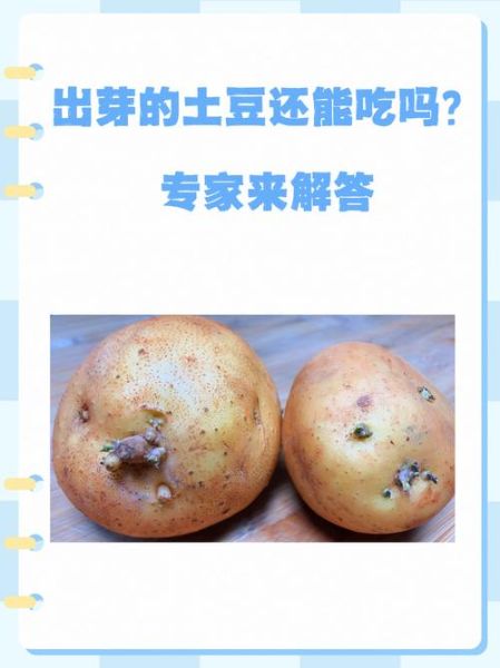 马铃薯发芽了还能吃吗_吃了会中毒吗-第1张图片-山城妙识 马铃薯发芽了还能吃吗_吃了会中毒吗-第1张图片-山城妙识