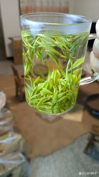 黄山毛峰属于什么茶_黄山毛峰多少钱一斤-第2张图片-山城妙识