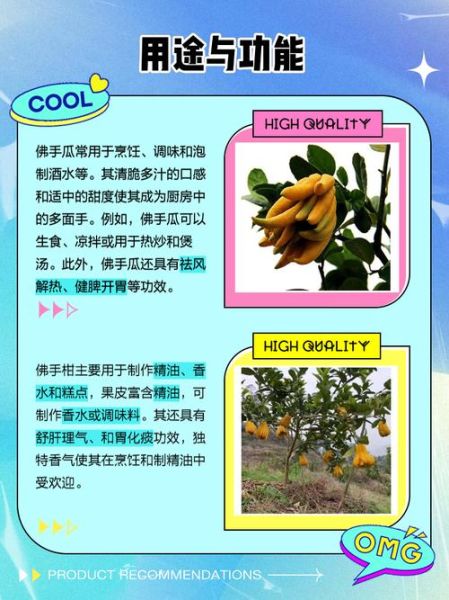 佛手果和佛手瓜的区别_佛手果佛手瓜哪个能吃-第1张图片-山城妙识
