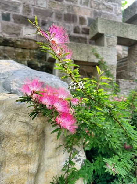合欢花图片长什么样_合欢花与合欢皮区别-第1张图片-山城妙识