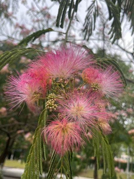 合欢花图片长什么样_合欢花与合欢皮区别-第2张图片-山城妙识