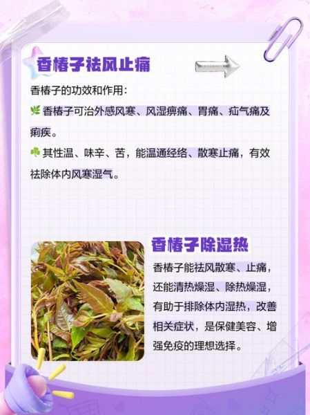 香椿树果实能吃吗_香椿树果实有什么功效-第1张图片-山城妙识