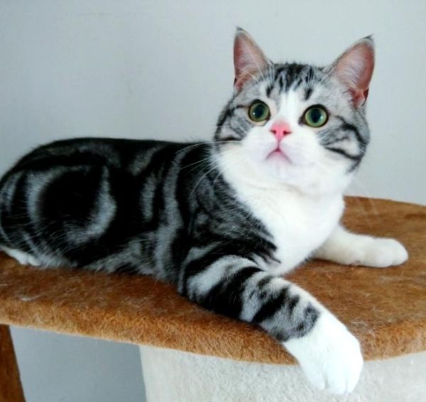 起司猫是什么品种_起司猫动画片好看吗-第1张图片-山城妙识