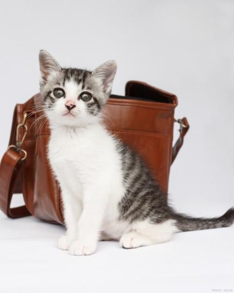 起司猫是什么品种_起司猫动画片好看吗-第3张图片-山城妙识