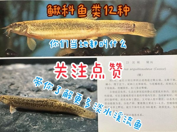 鲯鳅怎么读_鲯鳅是什么鱼-第2张图片-山城妙识