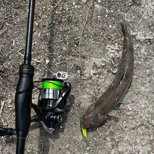 鲯鳅怎么读_鲯鳅是什么鱼-第1张图片-山城妙识