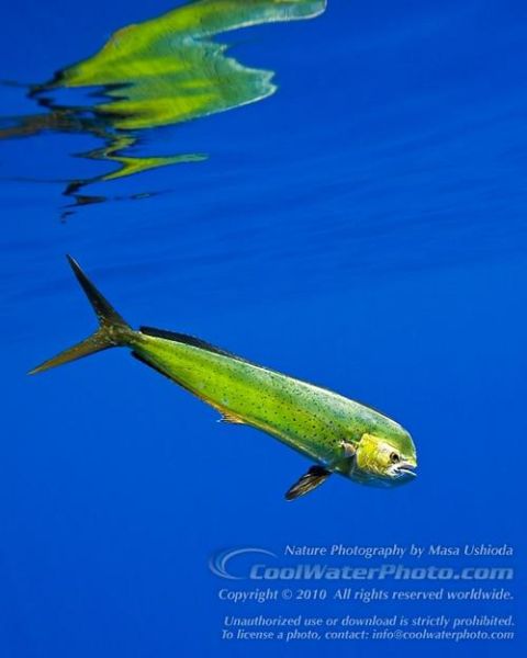鲯鳅怎么读_鲯鳅是什么鱼-第3张图片-山城妙识