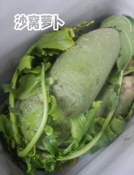 沙窝萝卜辣怎么办_如何去除辣味-第2张图片-山城妙识