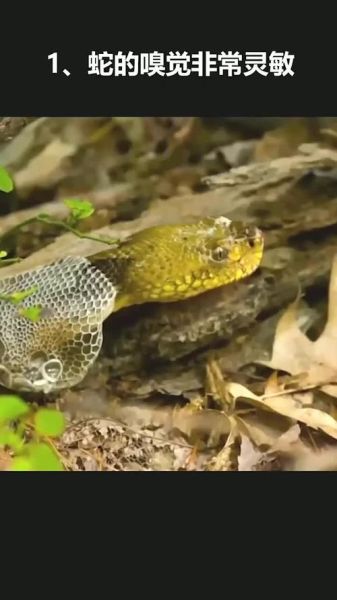 蛇最怕什么气味_蛇最怕什么动物-第1张图片-山城妙识