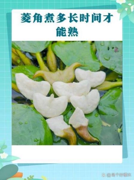 菱角怎么煮_菱角煮多久才熟-第1张图片-山城妙识