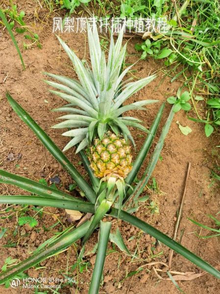 菠萝是长在树上还是地上_菠萝生长位置-第1张图片-山城妙识