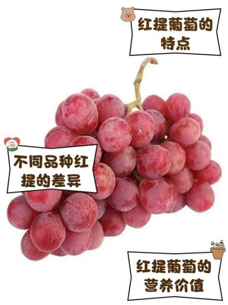 红提和葡萄的区别_哪个更甜-第2张图片-山城妙识