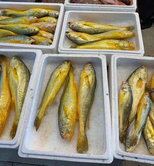黄箭鱼多少钱一斤_黄箭鱼价格为什么波动大-第2张图片-山城妙识