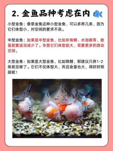 金鱼品种有哪些_新手适合养什么金鱼-第3张图片-山城妙识 金鱼品种有哪些_新手适合养什么金鱼-第3张图片-山城妙识