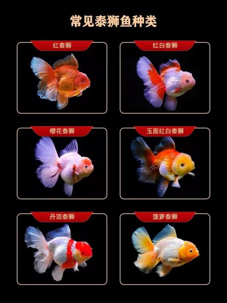 金鱼品种有哪些_新手适合养什么金鱼-第1张图片-山城妙识 金鱼品种有哪些_新手适合养什么金鱼-第1张图片-山城妙识