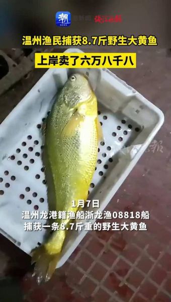 黄箭鱼多少钱一斤_黄箭鱼价格为什么波动大-第1张图片-山城妙识