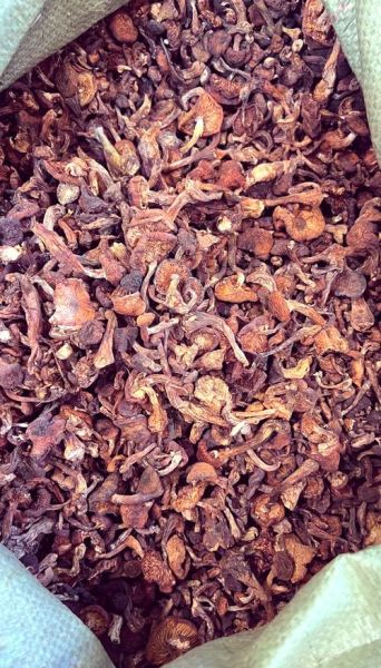 榛蘑多少钱一斤_榛蘑价格受哪些因素影响-第2张图片-山城妙识