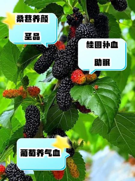 补气血的食物有哪些_女人吃什么水果补气血最快-第2张图片-山城妙识