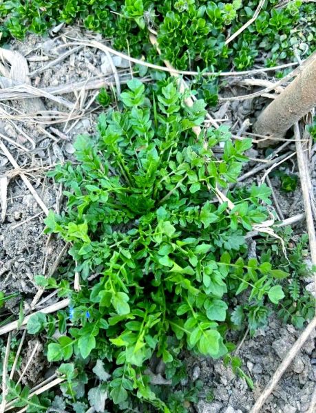 荠荠菜长什么样_荠荠菜图片特征-第1张图片-山城妙识