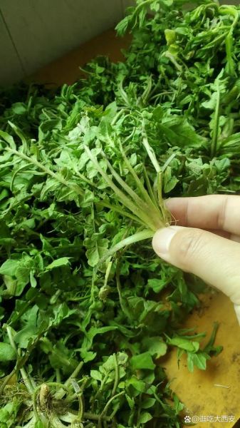 荠荠菜长什么样_荠荠菜图片特征-第2张图片-山城妙识