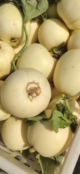白瓜有几种_白瓜品种分类大全-第3张图片-山城妙识